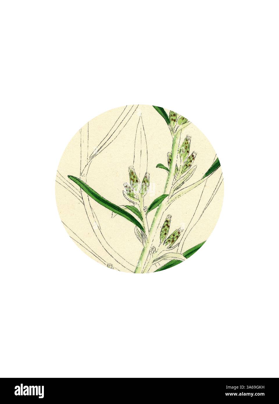 A delicate botanical illustration featuring budding green plants with ...
