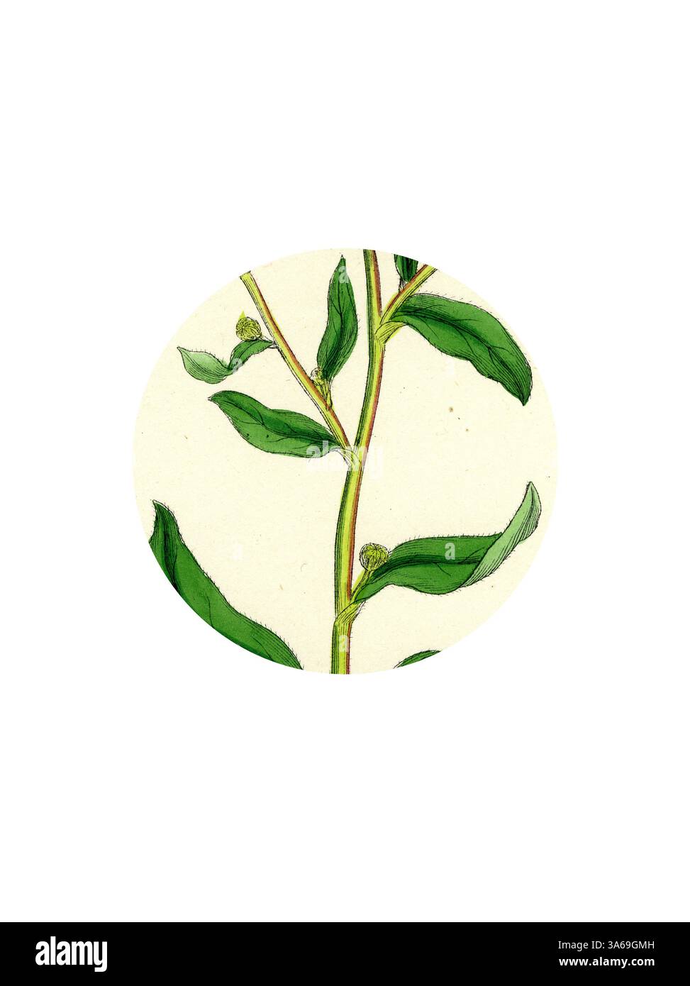 A delicate green plant with slender stems and vibrant leaves ...