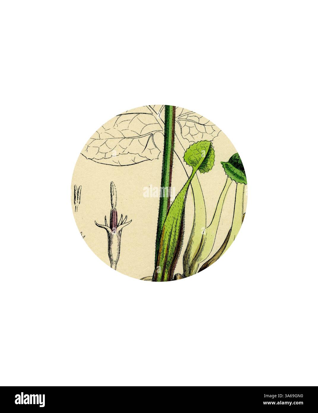 An intricate botanical illustration featuring delicate green leaves and ...