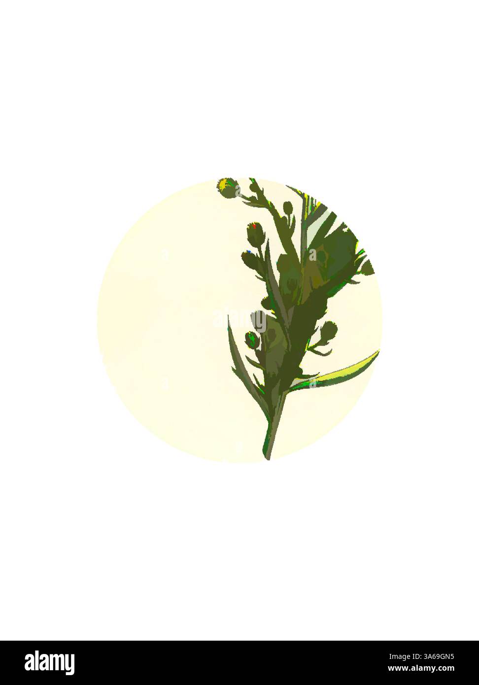 Transformed erigeron canadensis hi-res stock photography and images - Alamy