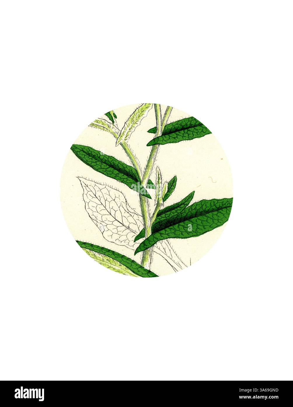 Transformed inula dysenterica greater fleabane hi-res stock photography ...