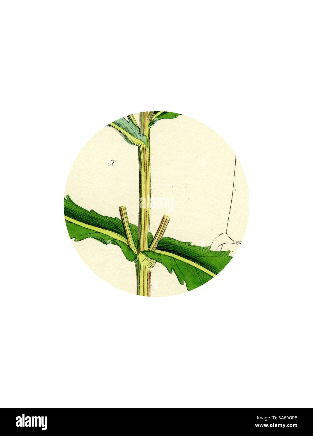 A detailed illustration of a plant stem, highlighting the structure of ...