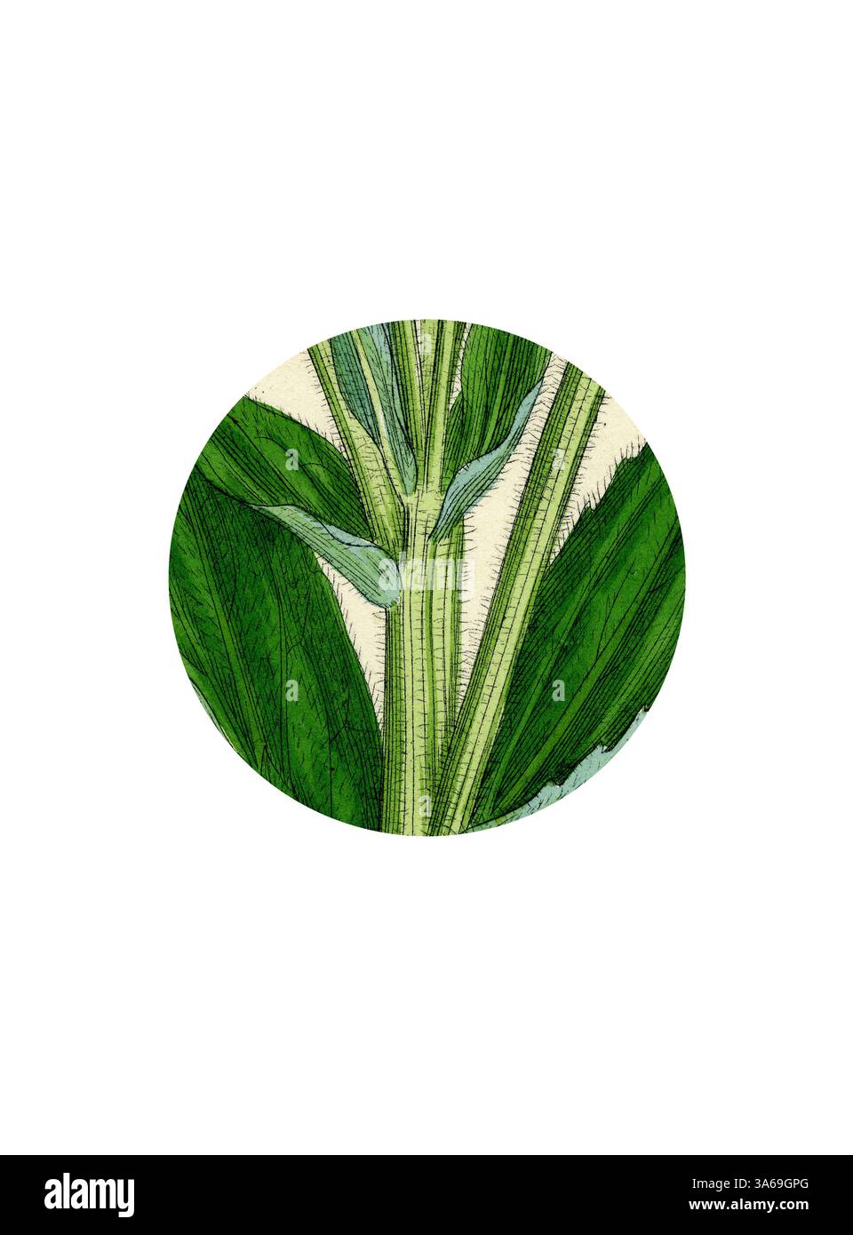 A detailed illustration of vibrant green plant leaves, showcasing their ...