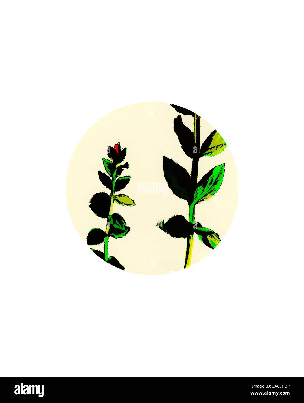 Two stylized plant stems hi-res stock photography and images - Alamy