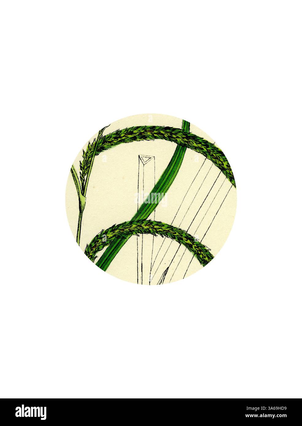 Transformed carex pendula great pendulous sedge hi-res stock ...