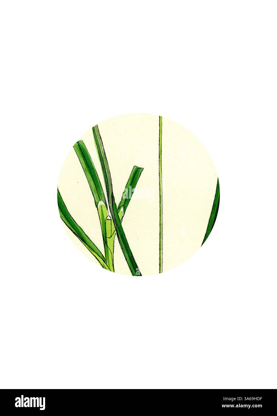 A close-up view of vibrant green stalks, showcasing delicate details ...