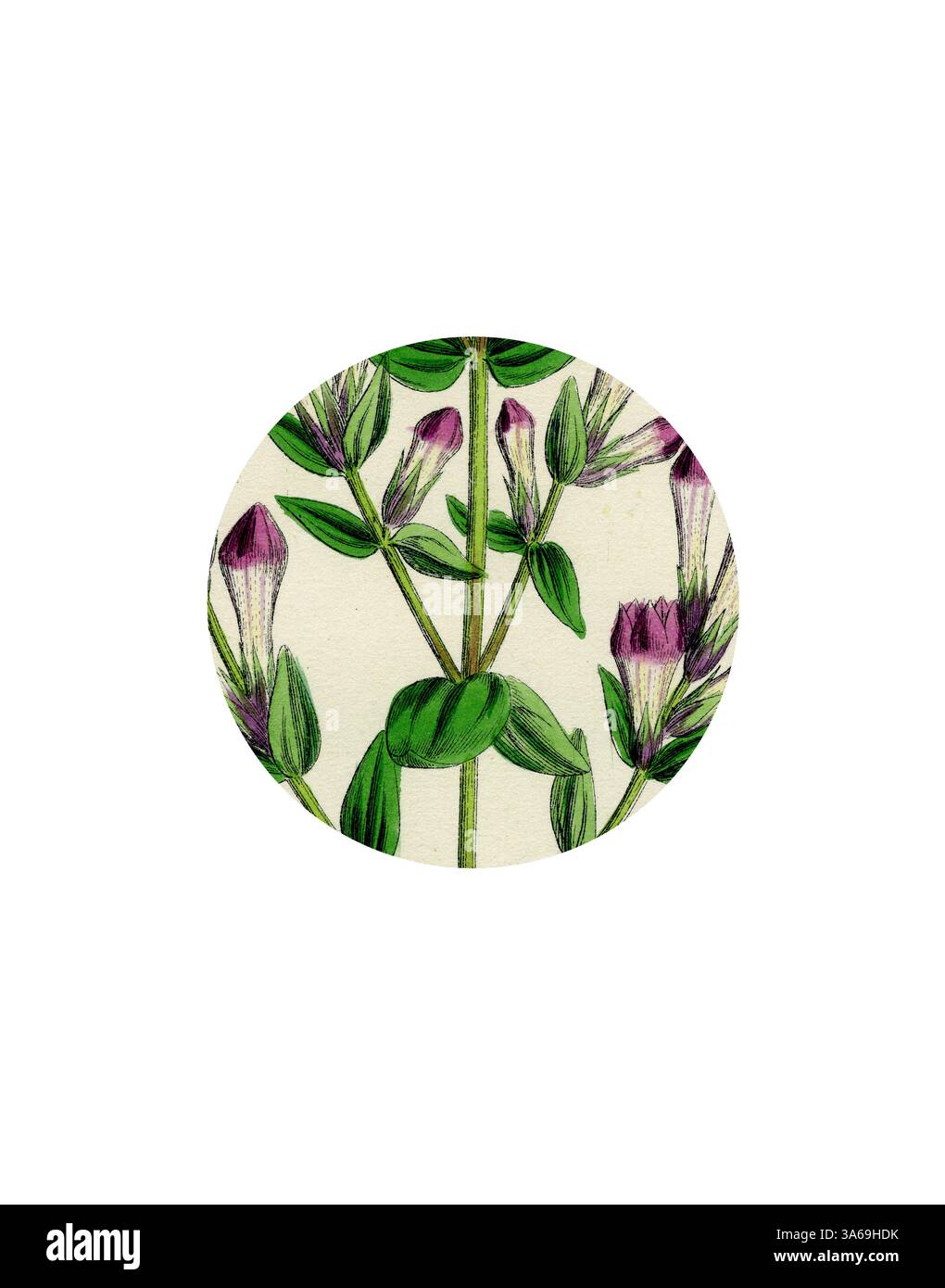 Transformed gentiana germanica german gentian hi-res stock photography ...