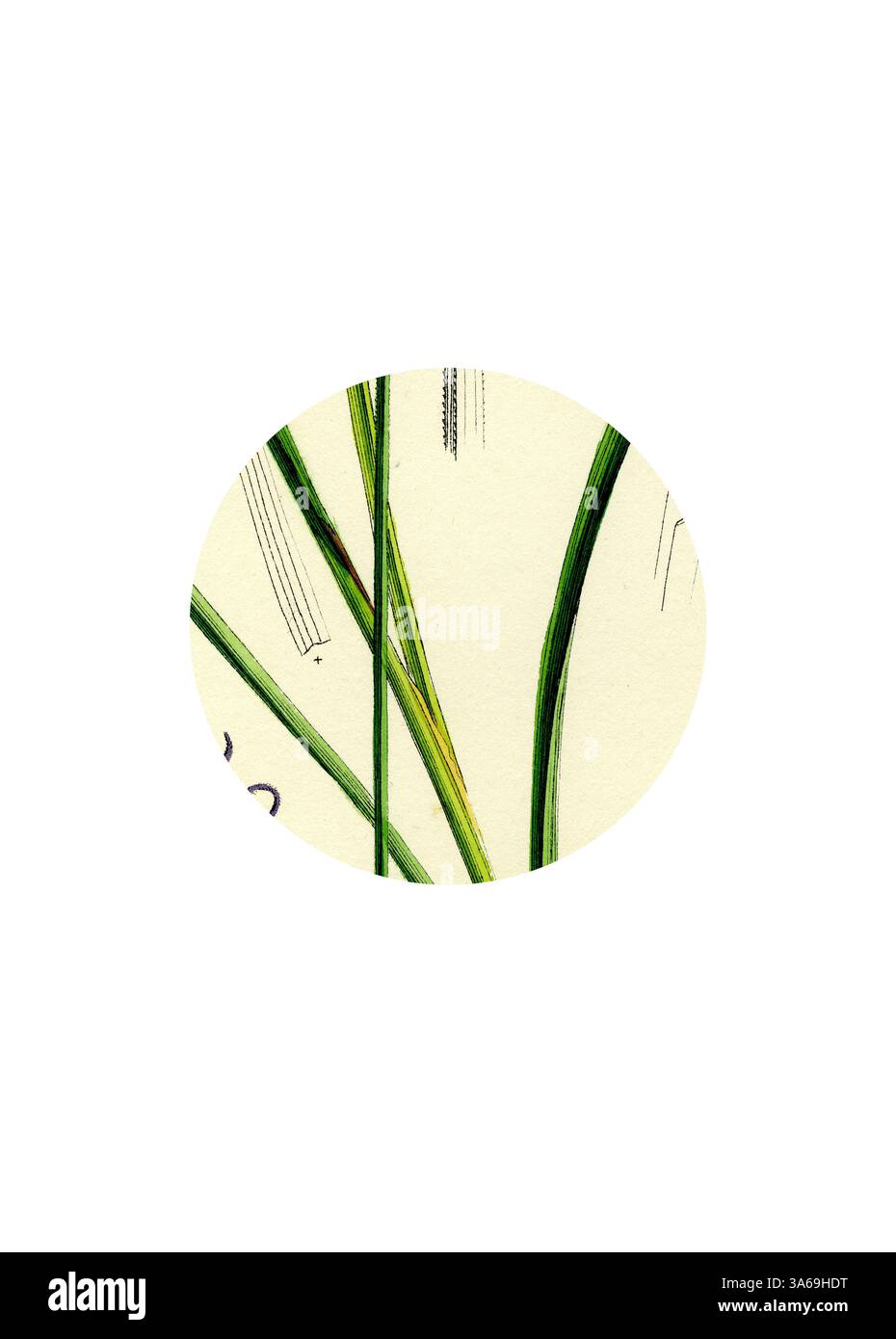 A detailed illustration of slender green grass blades, showcasing ...