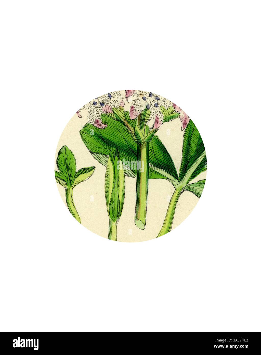 Transformed menyanthes trifoliata common buckbean hi-res stock ...