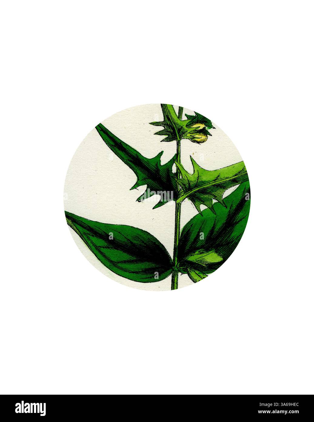 A detailed illustration of a green plant showcasing intricate leaves ...