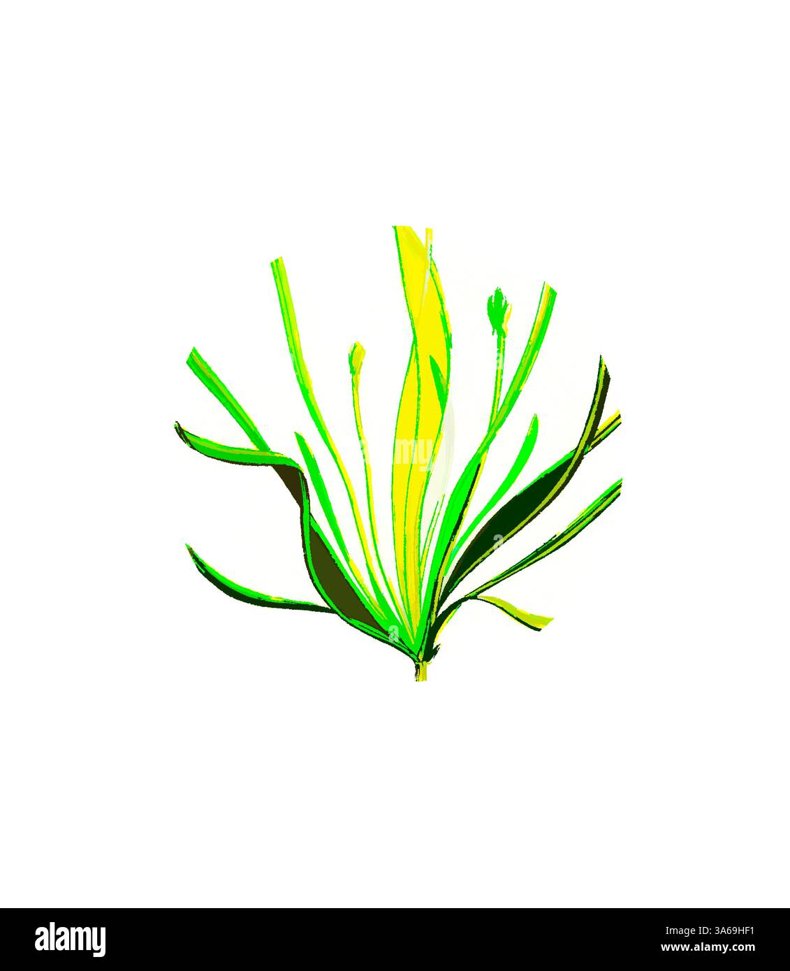 A vibrant green plant features slender leaves with a mix of light and ...