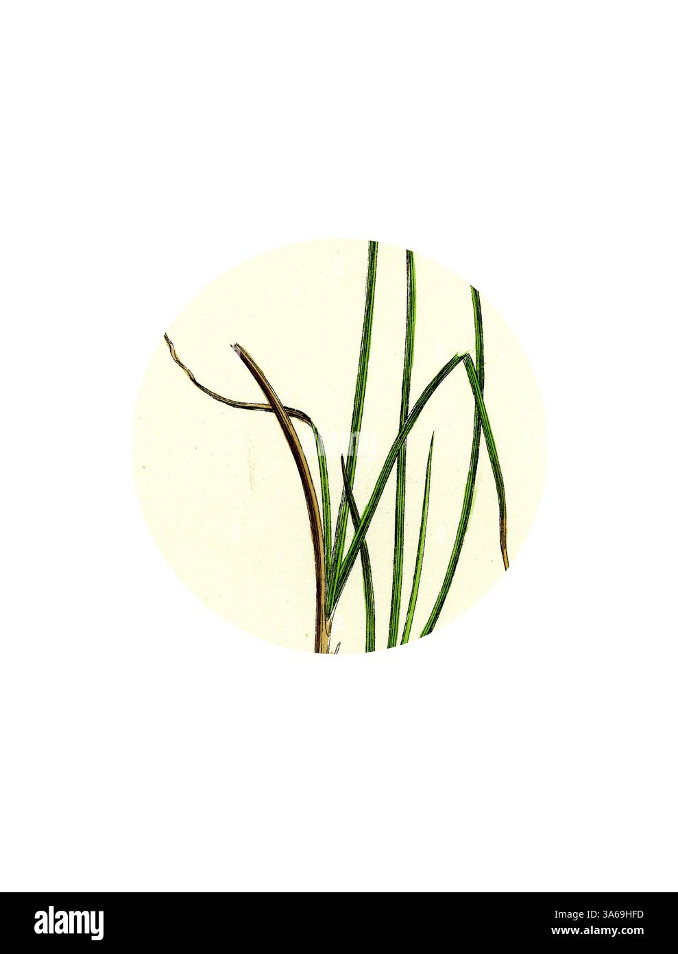 Transformed carex lagopina hares foot sedge hi-res stock photography ...