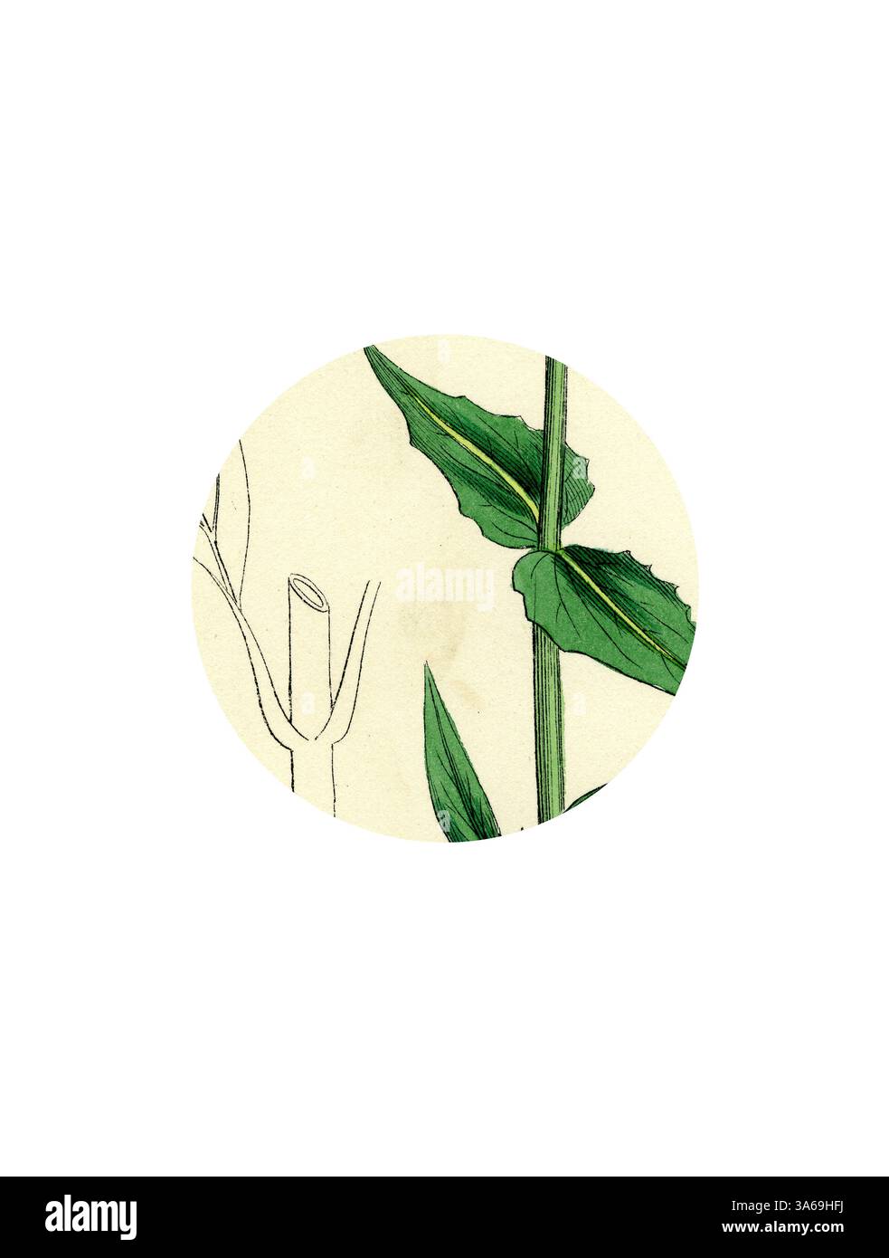 Cinematic close up delicate leaves Cut Out Stock Images & Pictures - Alamy
