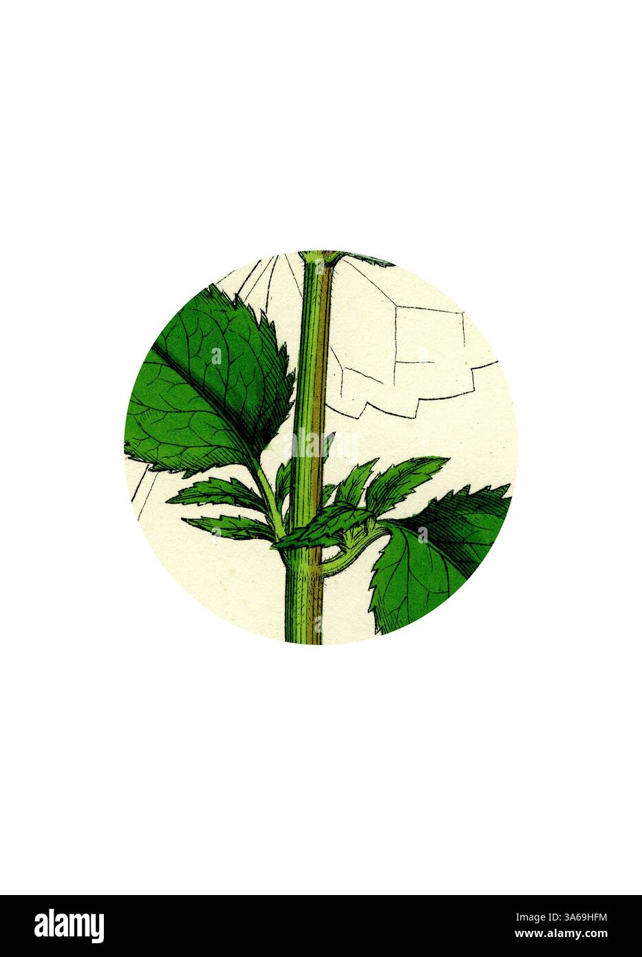 A detailed illustration of a plant stem featuring vibrant green leaves ...