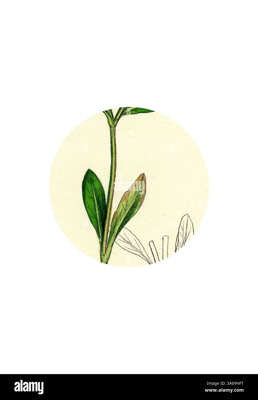 A close-up illustration of a plant showcasing vibrant green leaves and ...