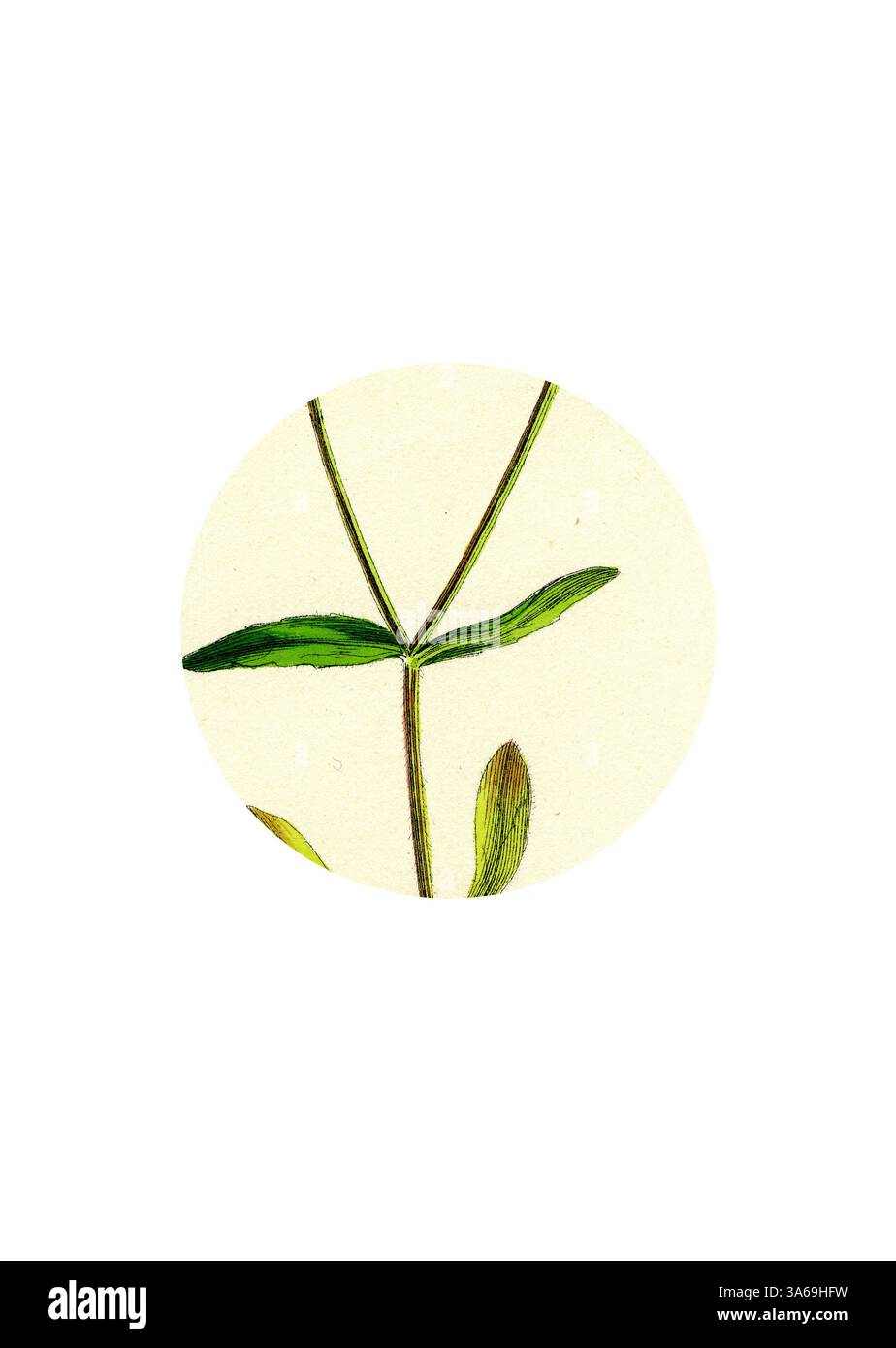 Delicate depiction of slender plant hi-res stock photography and images ...