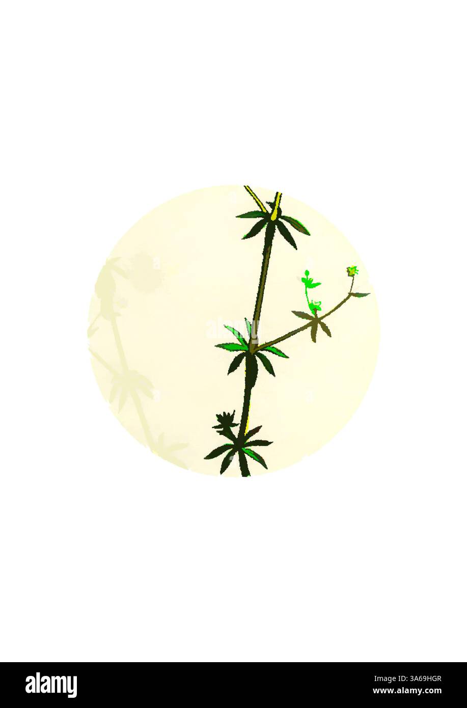 Transformed galium anglicum wall bedstraw hi-res stock photography and ...
