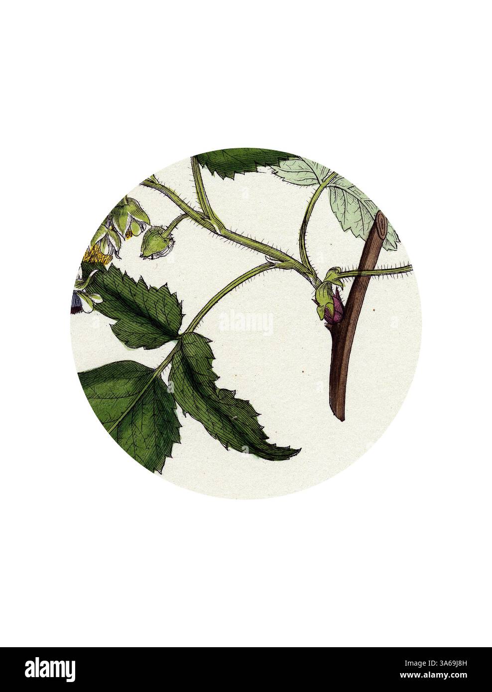 A detailed botanical illustration featuring a green plant with ...