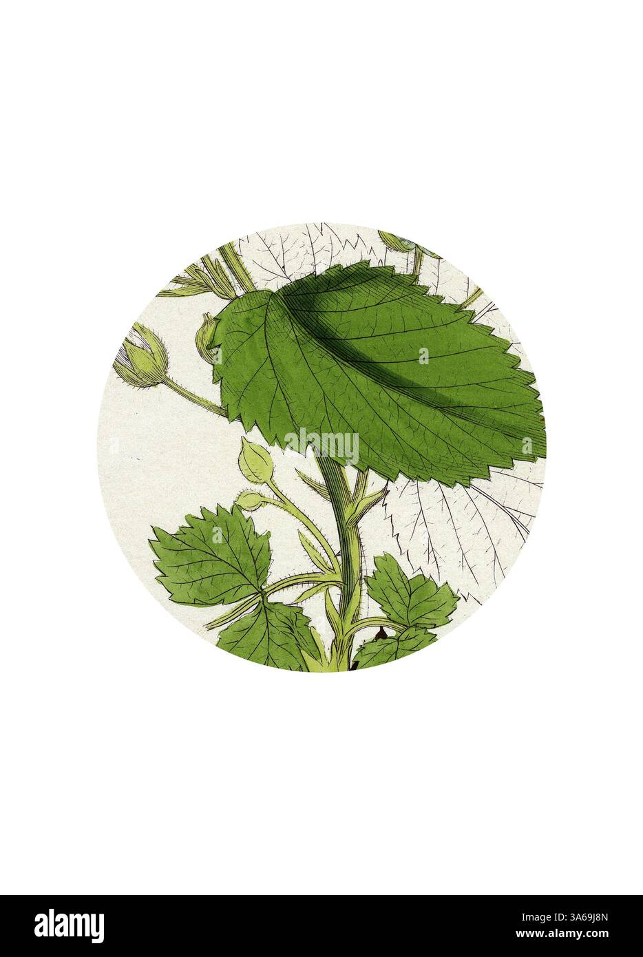 Transformed rubus suberectus hi-res stock photography and images - Alamy