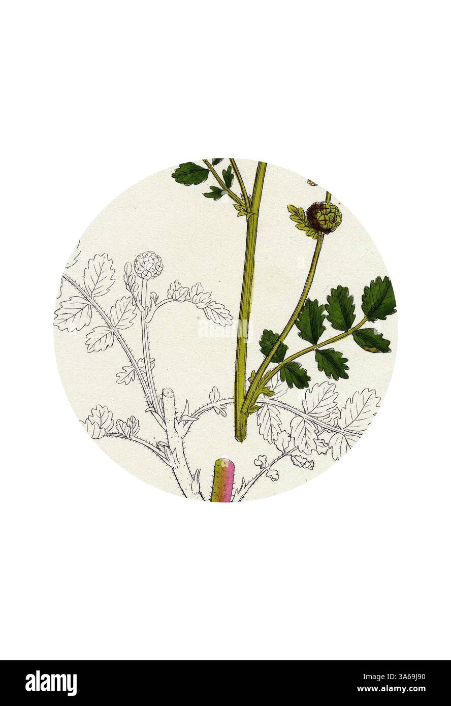 A botanical illustration showcasing a plant with detailed leaves, stems ...