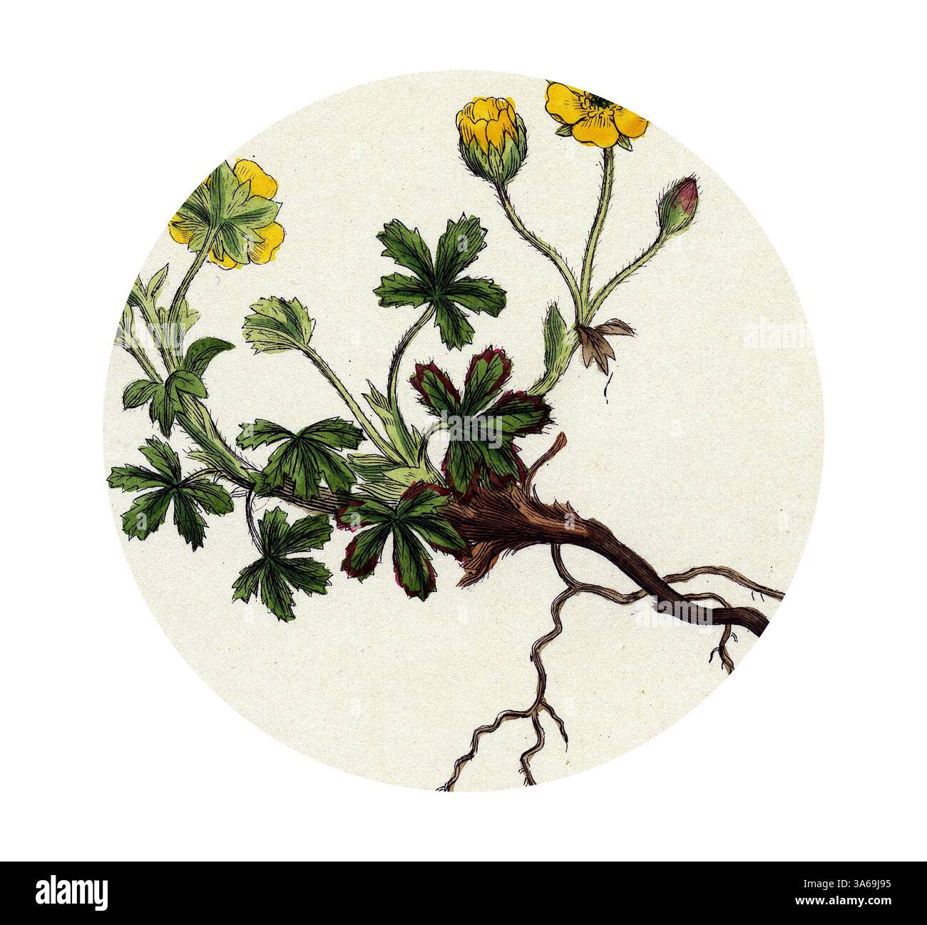 Transformed potentilla verna spring cinquefoil hi-res stock photography ...
