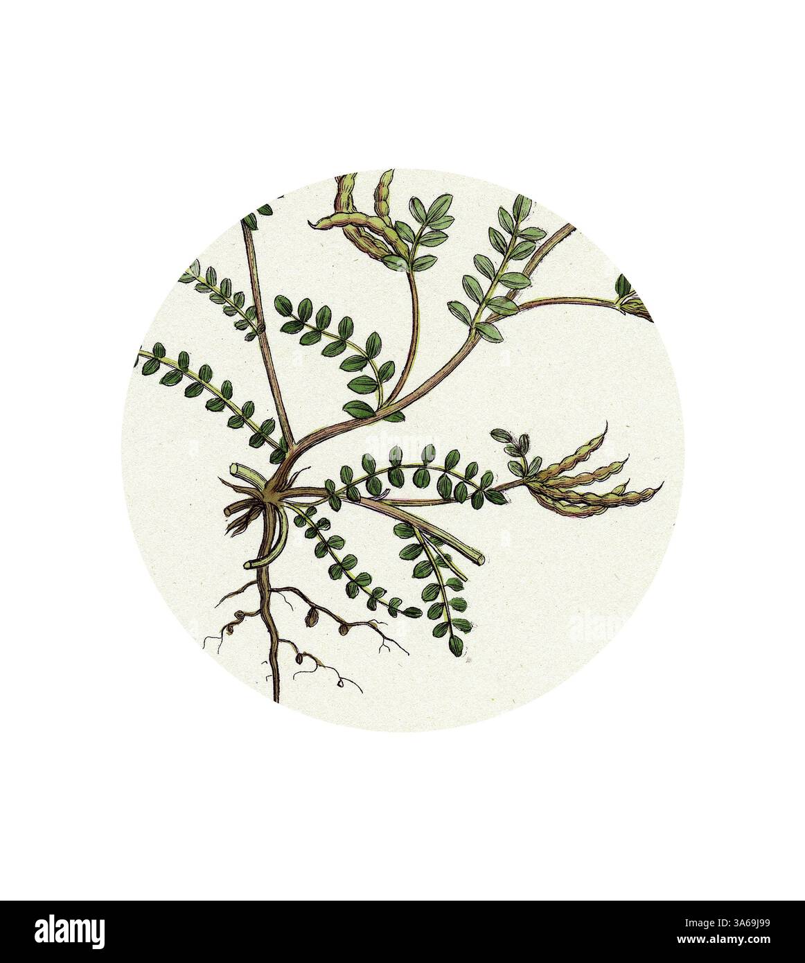 A detailed illustration showcases a delicate plant with thin, branching ...