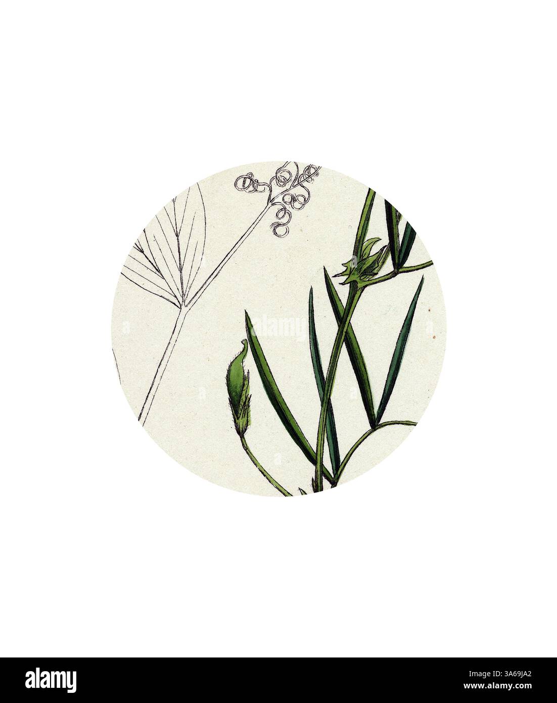 Transformed vicia bithynica hi-res stock photography and images - Alamy