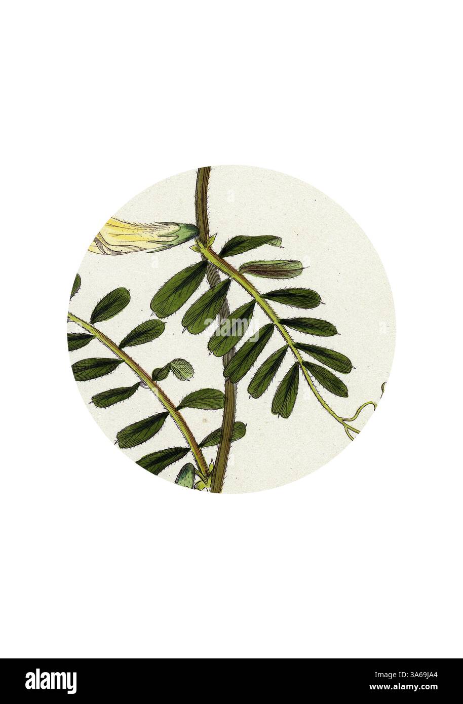 Showcasing slender leaves Cut Out Stock Images & Pictures - Alamy