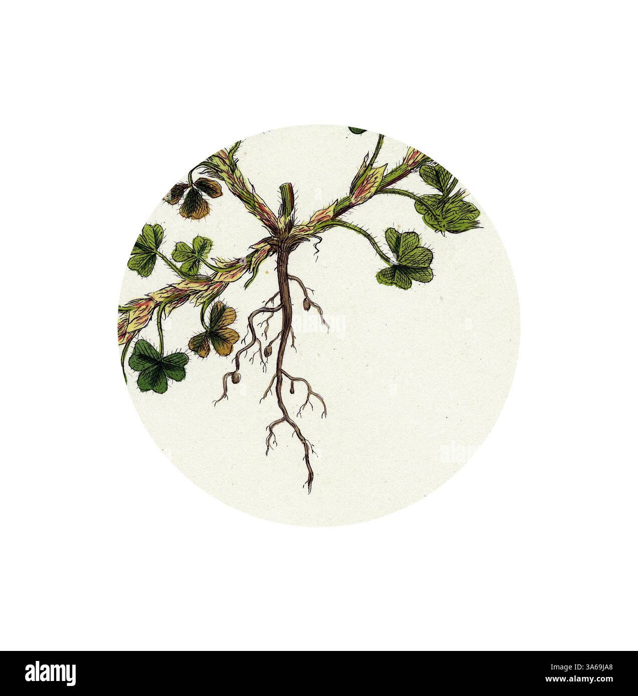 A detailed illustration of a plant featuring a branching structure with ...
