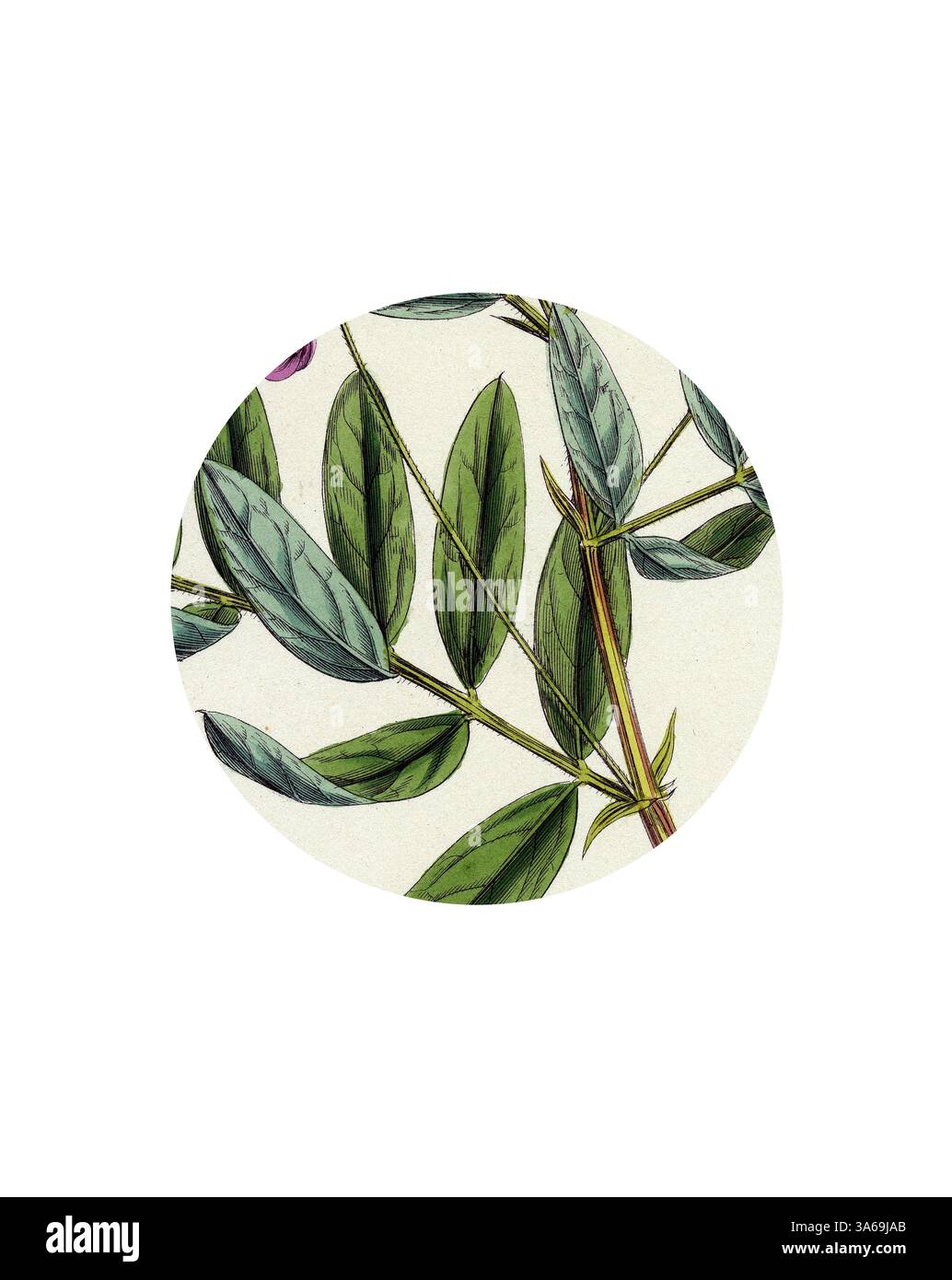 Transformed lathyrus niger hi-res stock photography and images - Alamy