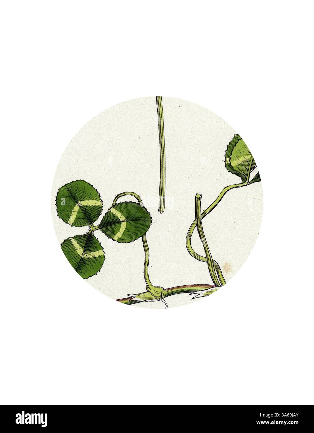 An illustration featuring delicate green leaves intertwined with ...