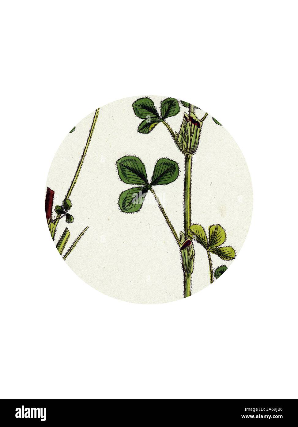 Detailed illustration of clover plants hi-res stock photography and ...