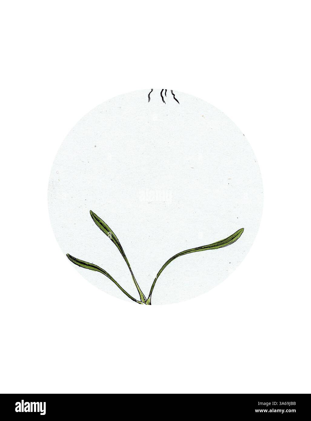 Transformed ranunculus reptans creeping spearwort hi-res stock ...