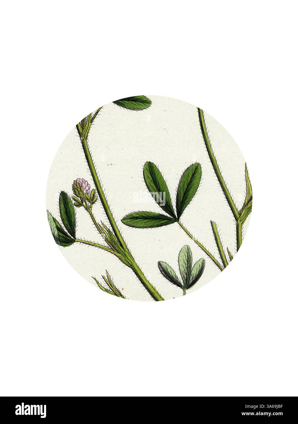 Transformed trifolium maritimum teasel headed trefoil hi-res stock ...