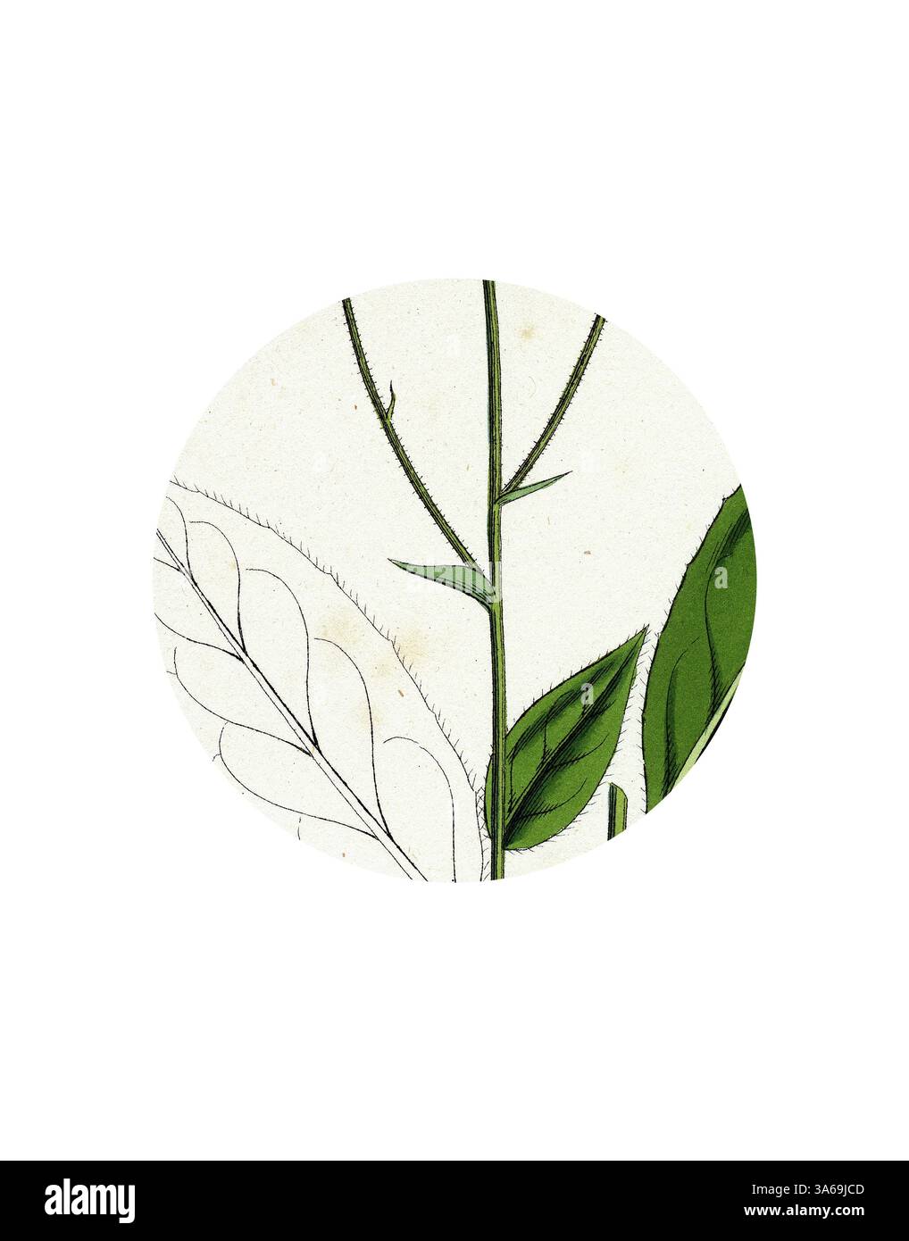 Transformed hieracium borreri borrers hawkweed hi-res stock photography ...