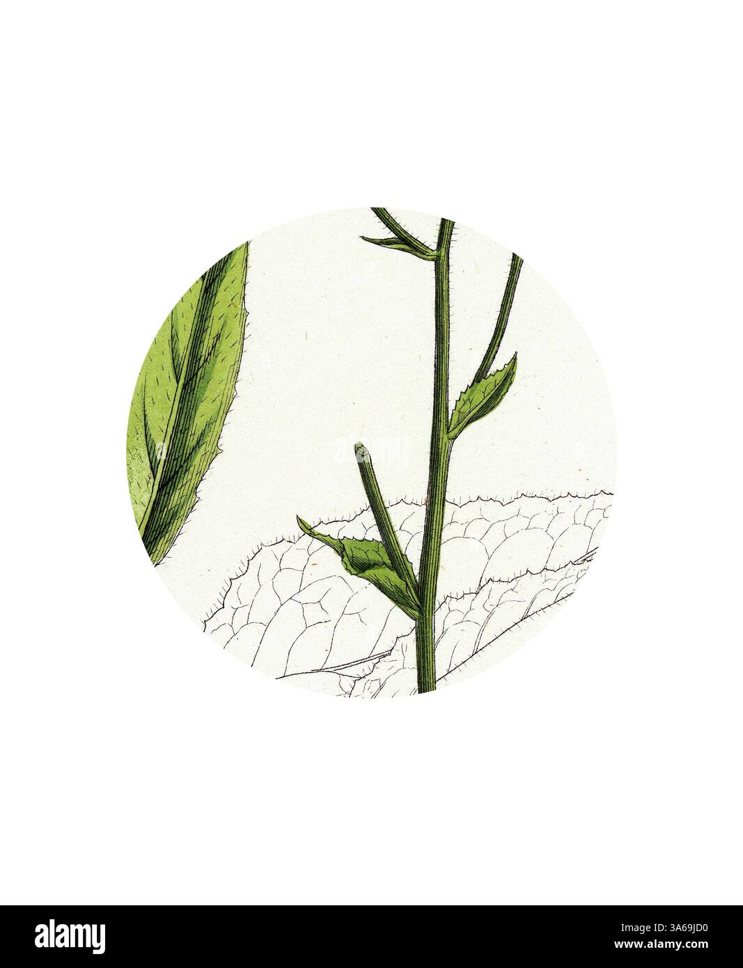 A delicate illustration featuring a budding plant with slender stems ...