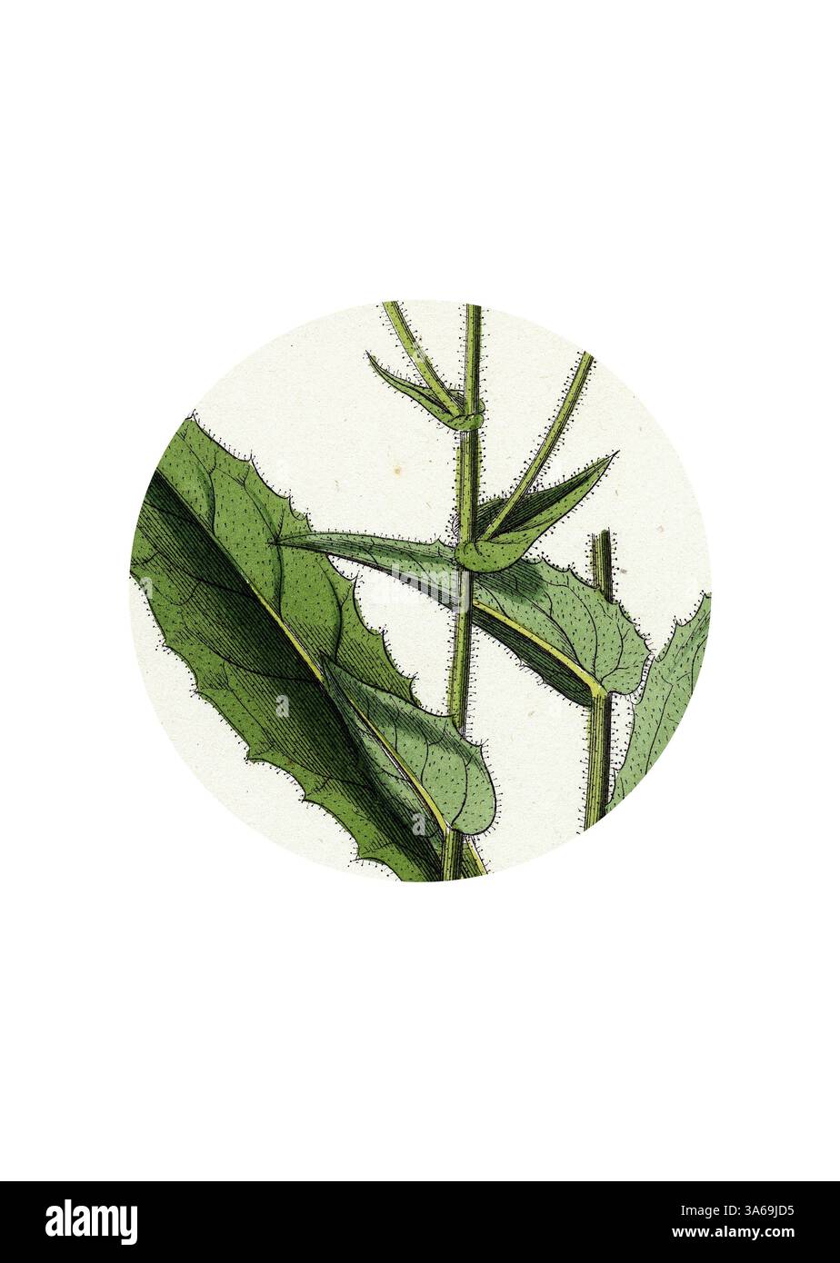 A detailed illustration of leafy green plants, showcasing their ...