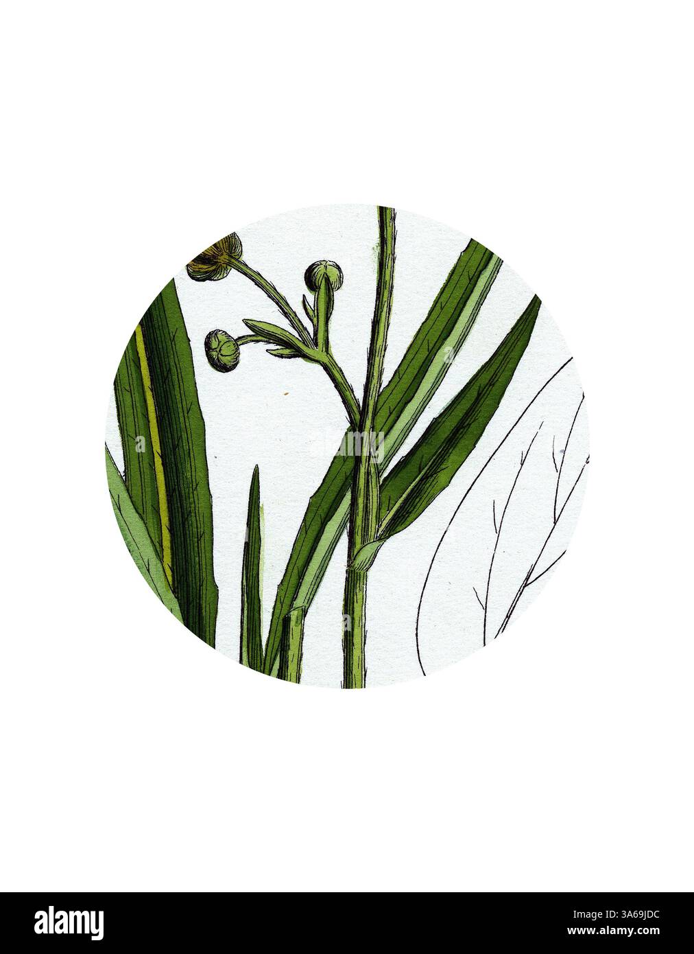 Detailed illustration of tall green plants hi-res stock photography and ...
