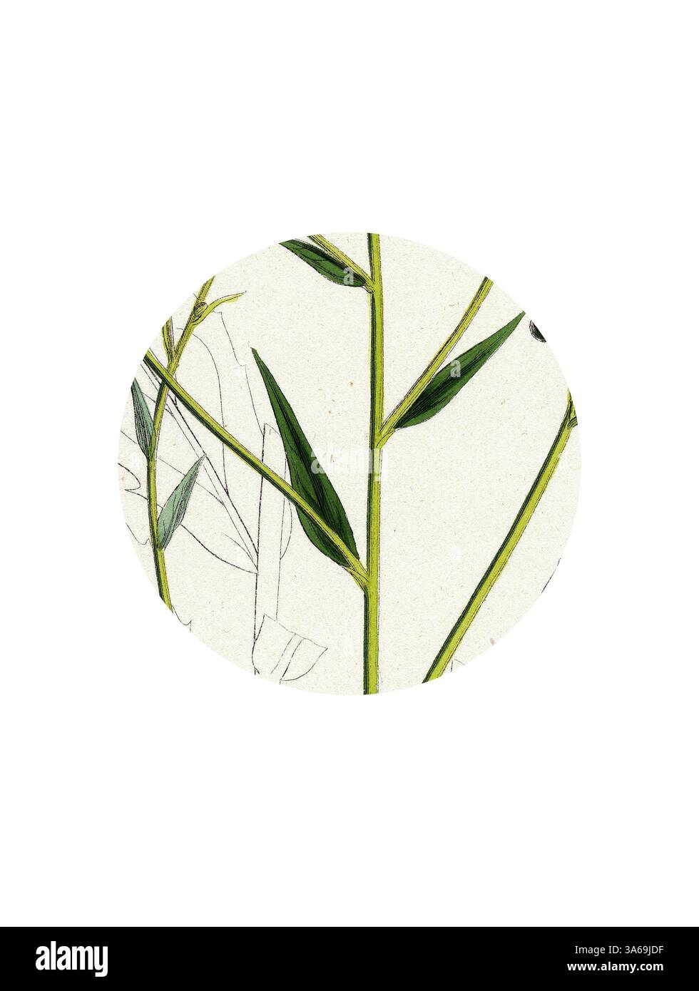 Transformed hieracium corymbosum corymbose hawkweed hi-res stock ...