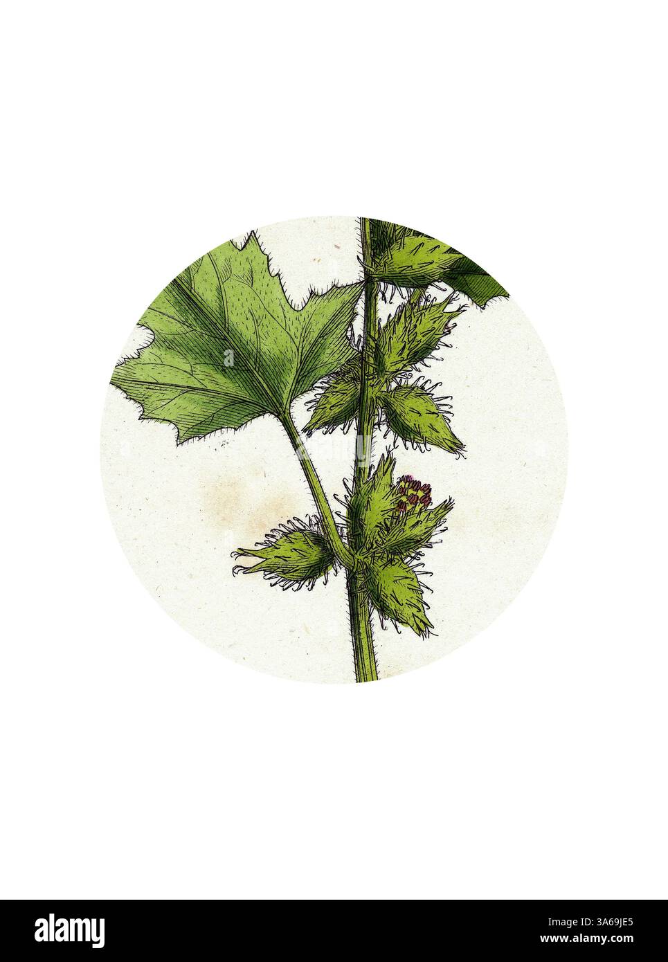 Broad bur hi-res stock photography and images - Alamy