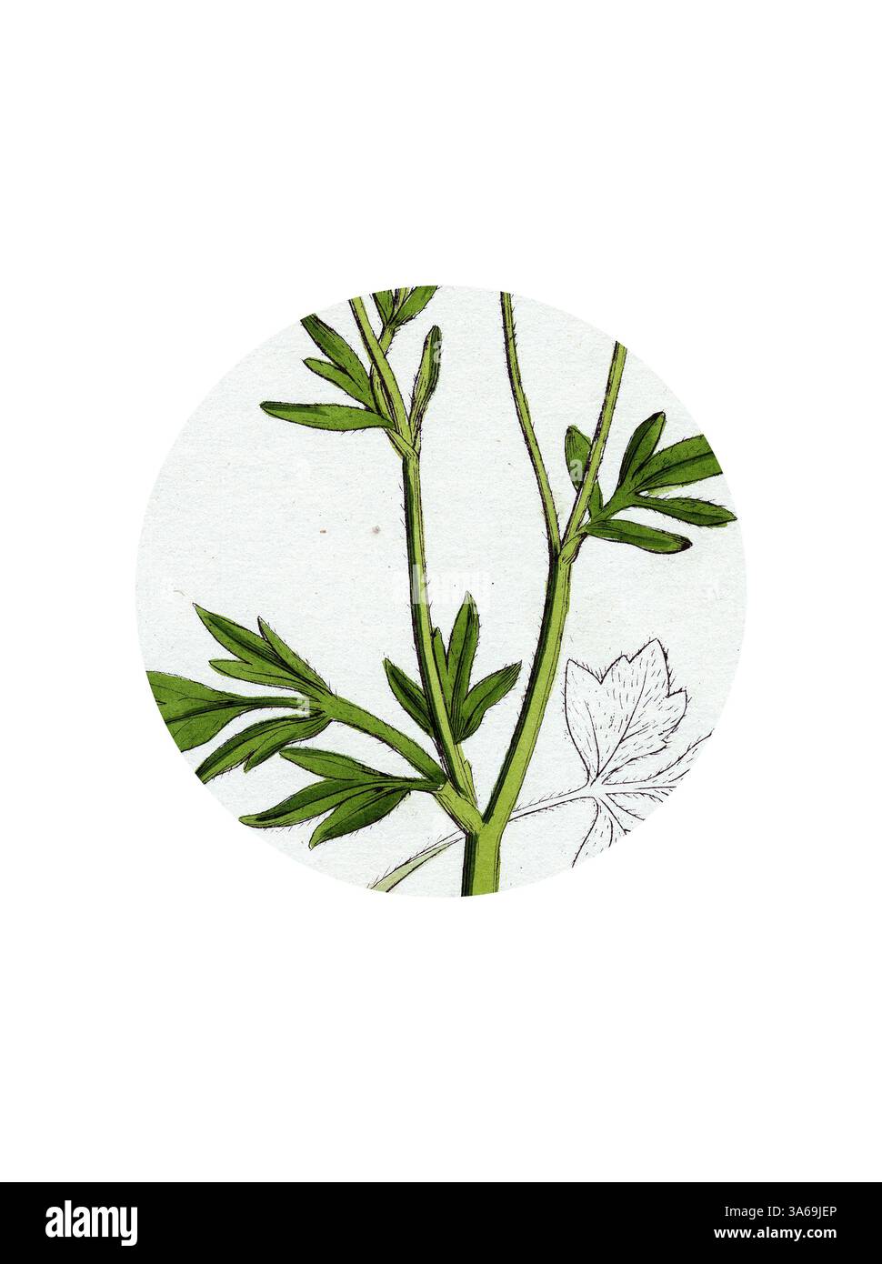 A detailed botanical illustration featuring a green stem with delicate ...