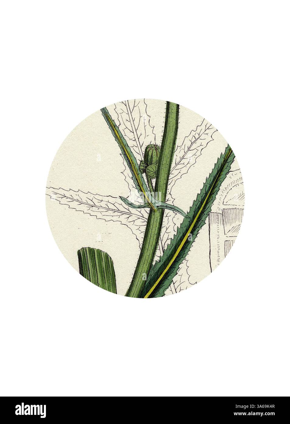 A detailed illustration of a plant stem with elongated leaves and a ...