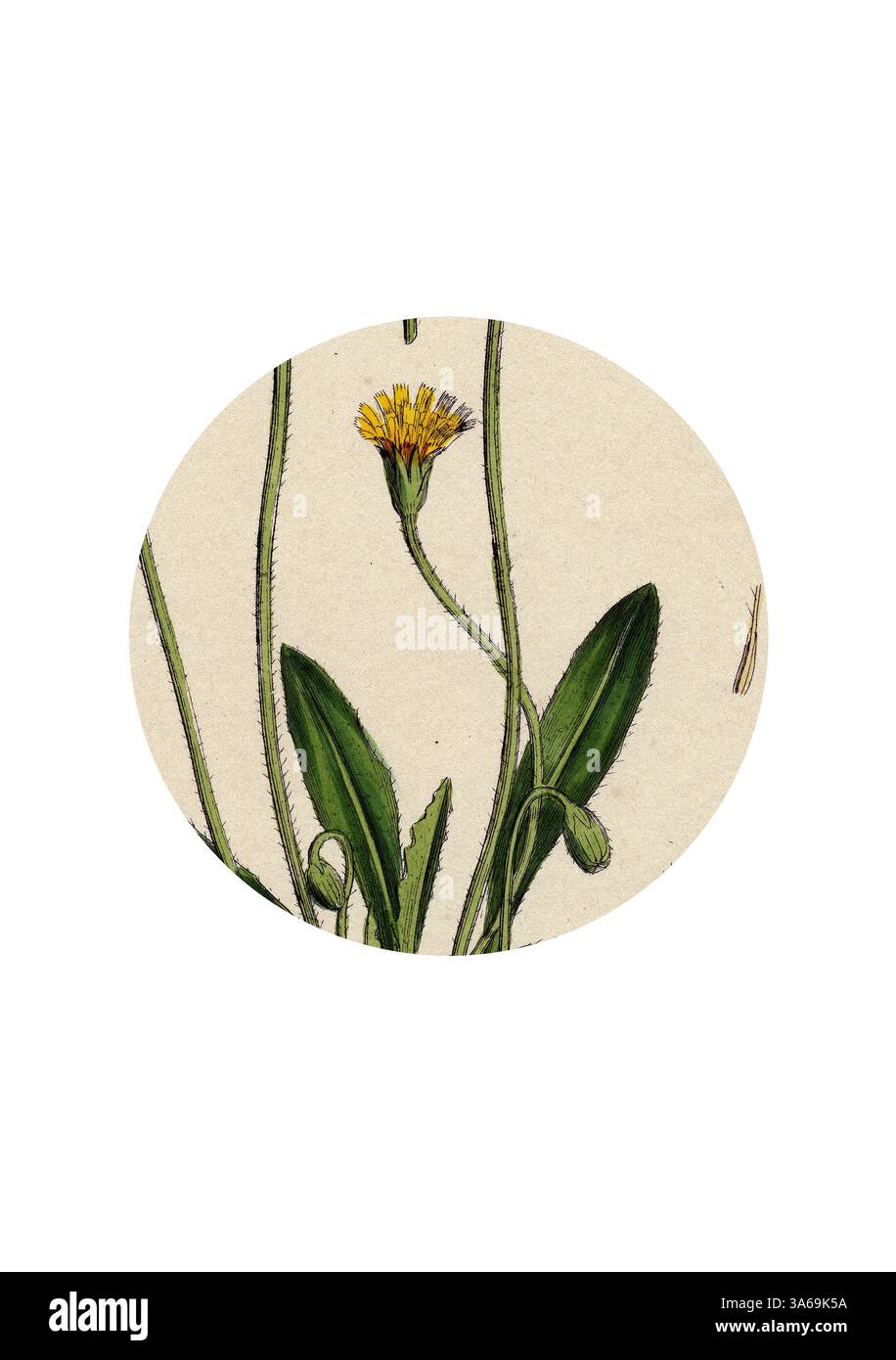 Transformed leontodon hirtus hairy hawk bit hi-res stock photography ...