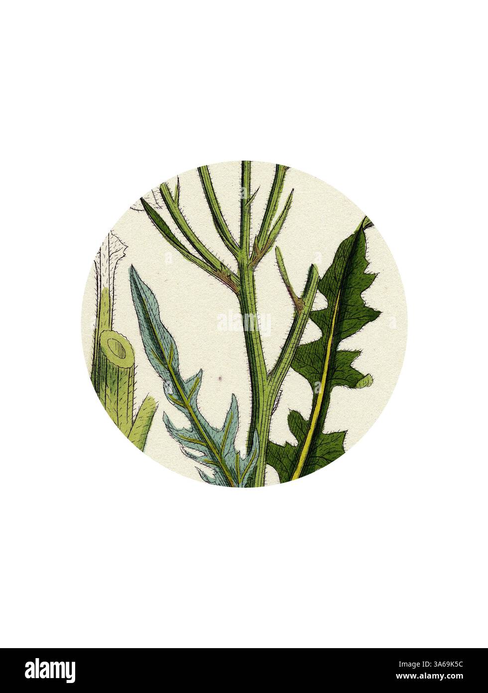 Intricate structures of various plant leaves hi-res stock photography ...