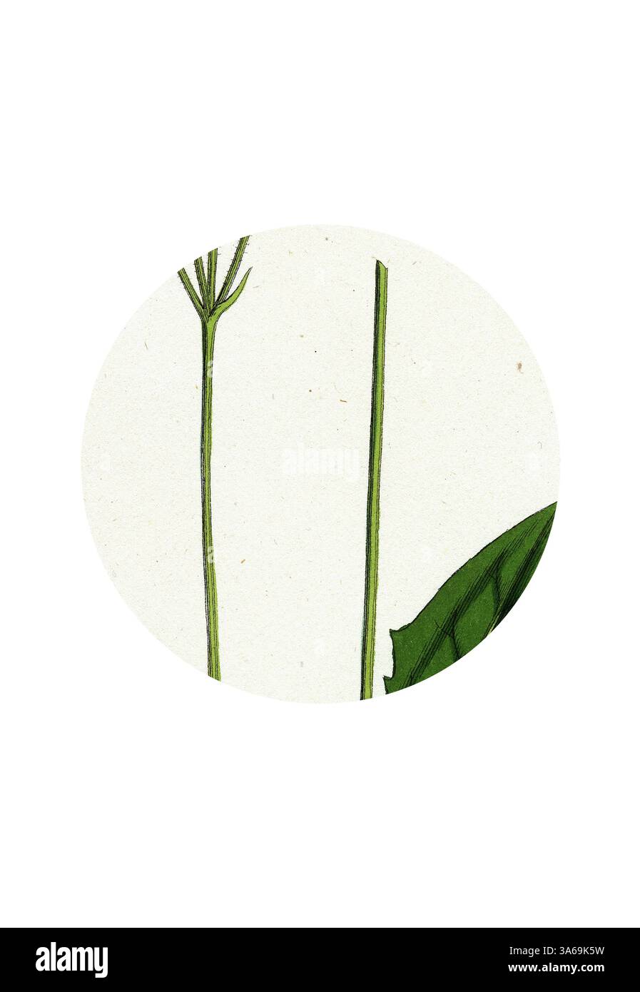 Transformed hieracium aggregatum compact hawkweed hi-res stock ...