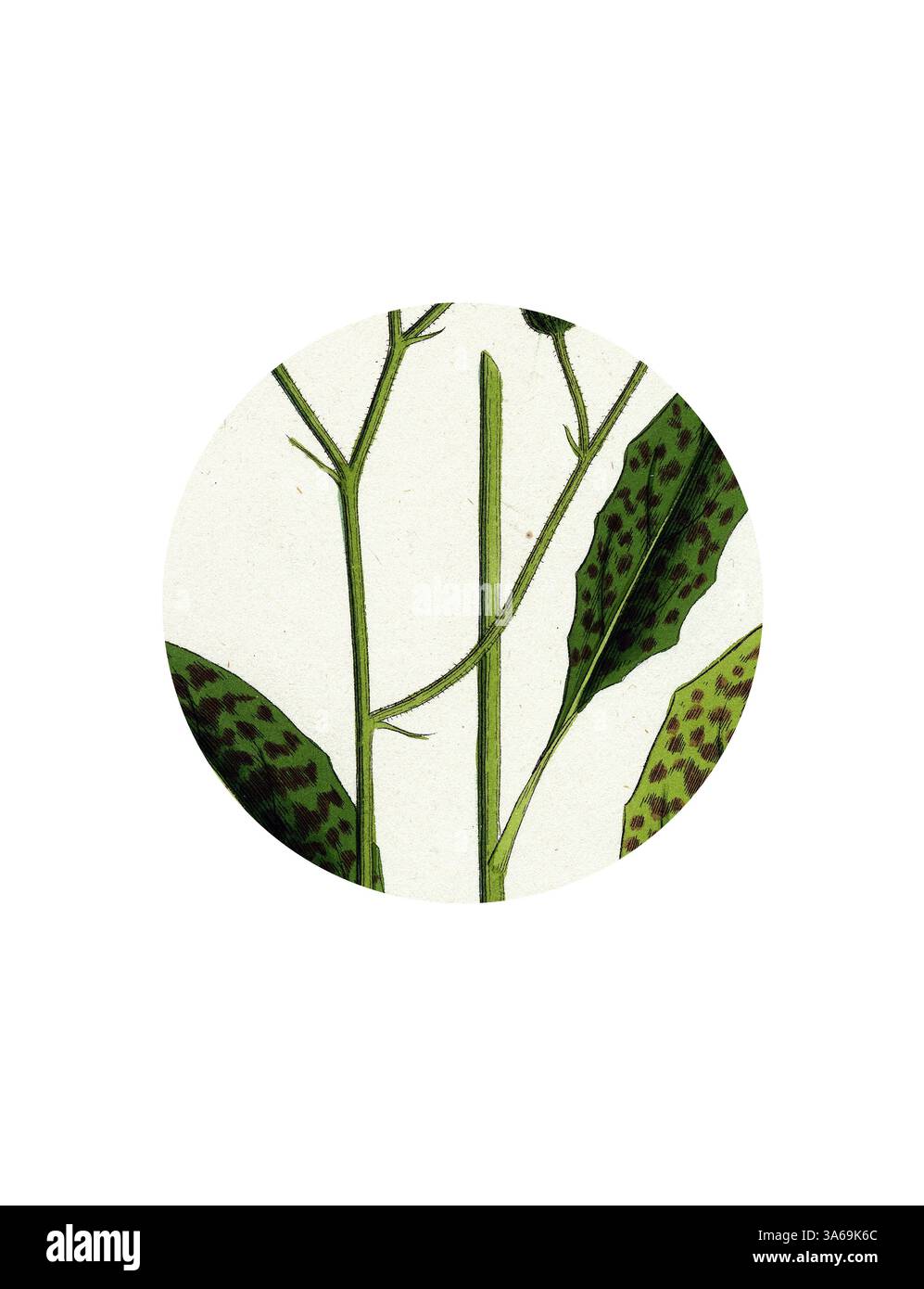 A detailed illustration of plant stems and leaves, showcasing varying ...
