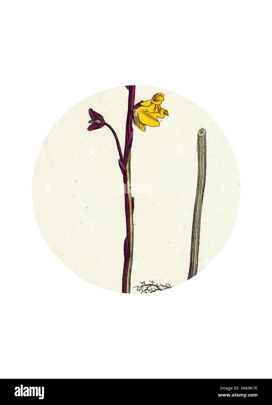 Transformed utricularia vulgaris greater bladderwort hi-res stock ...