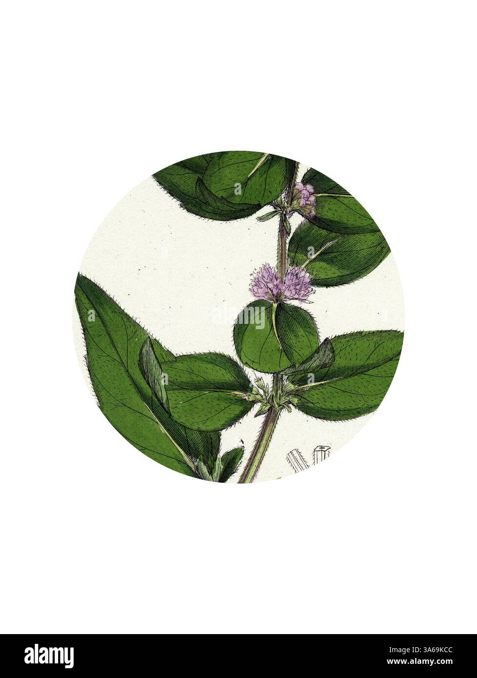 Delicate illustration of a leafy plant featuring small, purple flowers ...
