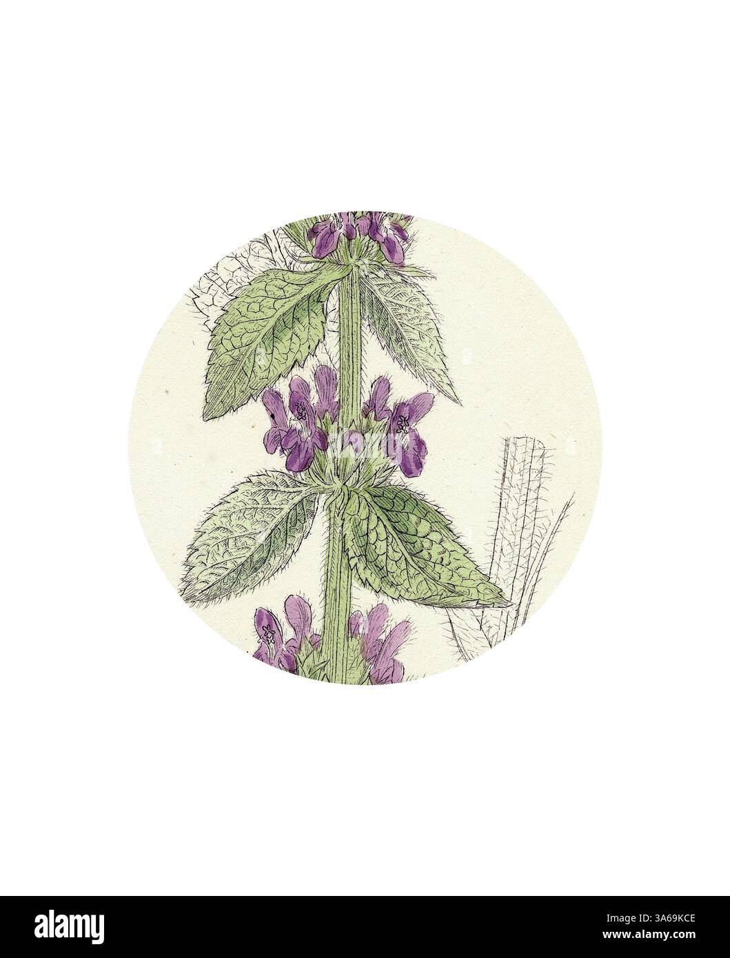 Transformed stachys germanica downy woundwort hi-res stock photography ...