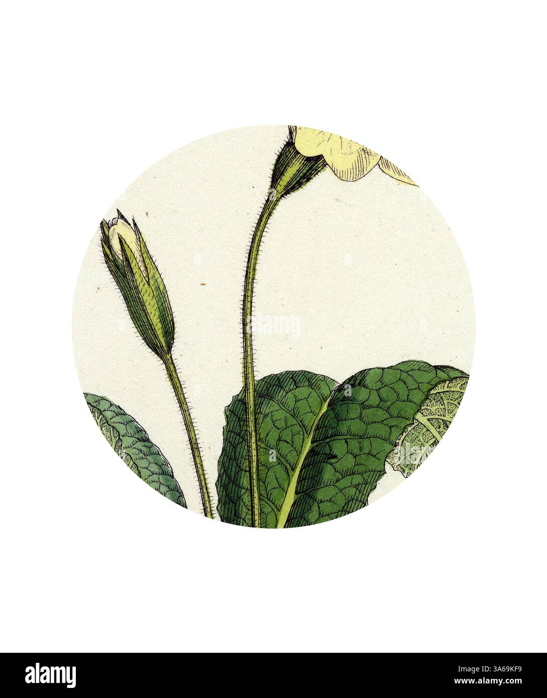 Transformed Primula Vulgaris Common Primrose Hi Res Stock Photography